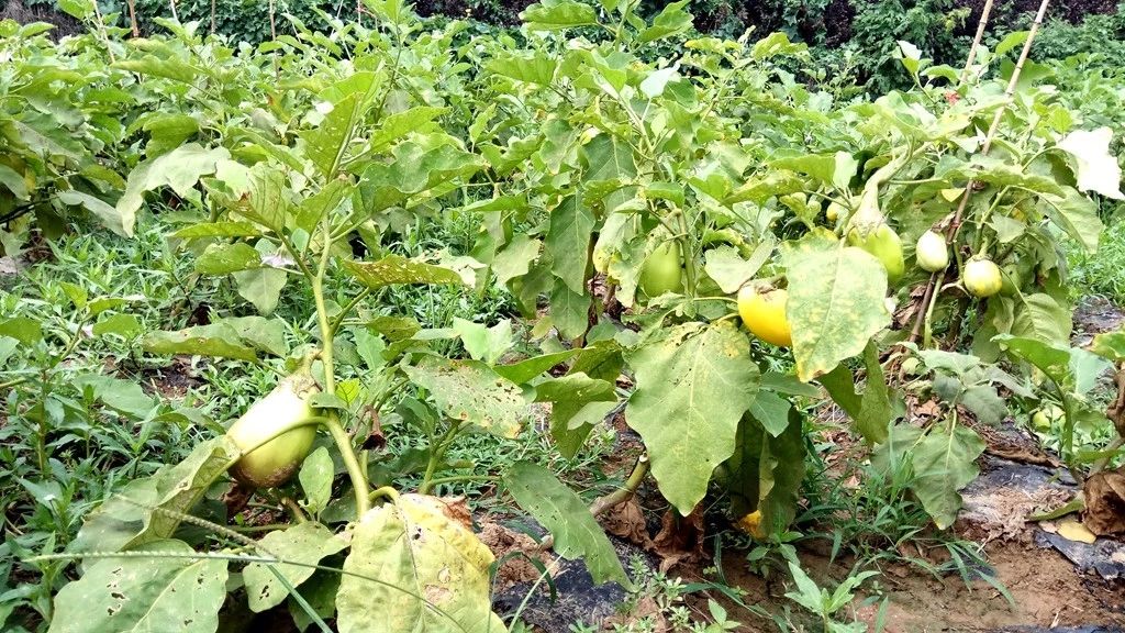 Kuidas eristada seenehaigust, bakteritehaigusi ja viirusehaigust？